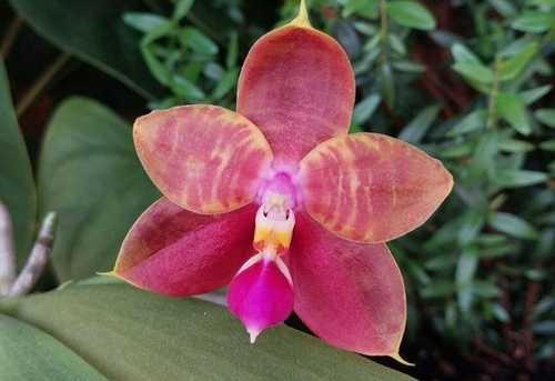 Орхидея фаленопсис Guadalupe Pineda