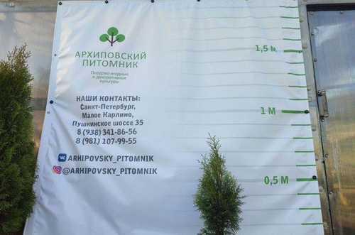 Туя Смарагд 100см