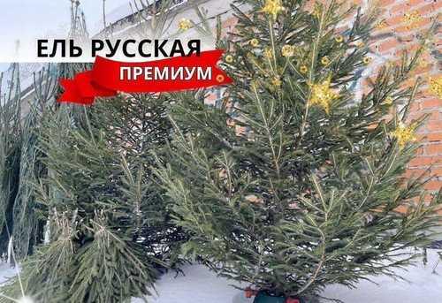 Живые Ёлки / Сосны / Ели / новогодняя