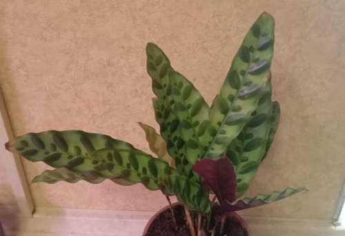 Комнатное растение - Калатея Лансифолия
