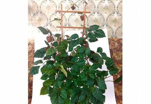 Растение "Берёзка" -комнатный виноград (Роициссус)