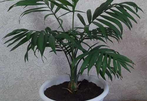 Пальма хамедорея