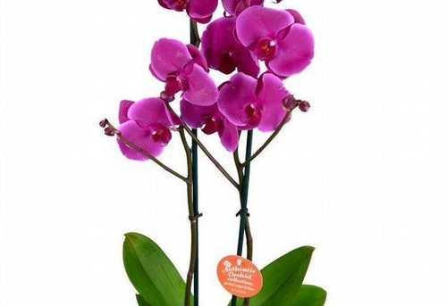 Грунт кора для орхидеи, 3 литра