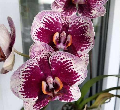 Орхидея фаленопсис Dream diamond