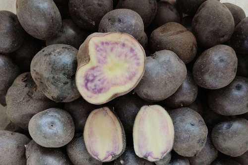 Фиолетовый диетический Семенной картофель