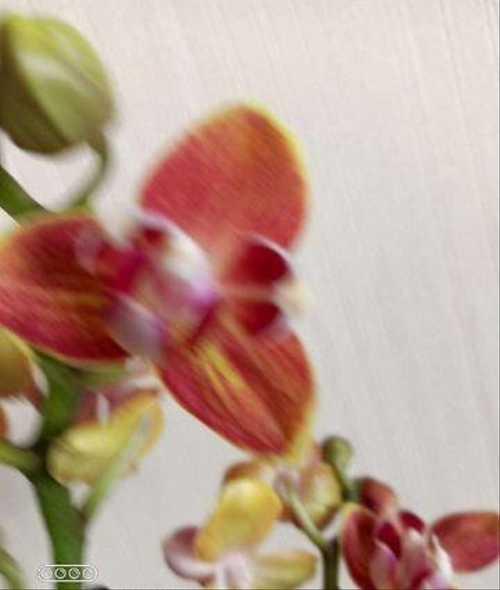 Орхидея фаленопсис бабочка пилорик mini