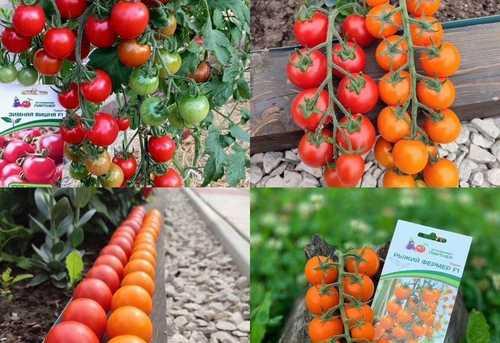 Рассада томатов черри от семена партнер