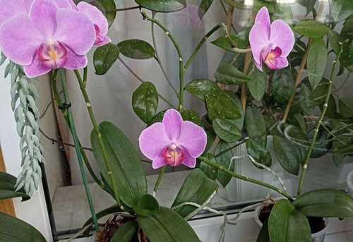 Орхидея фаленопсис зацветающие детки