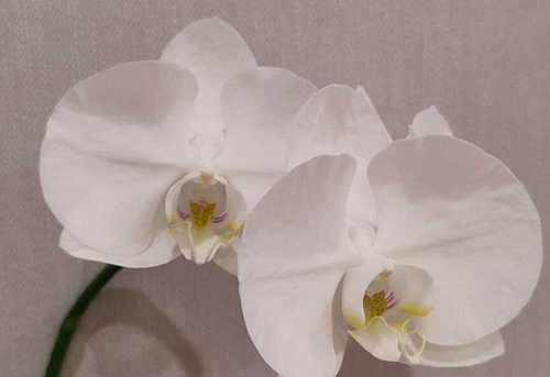 Орхидея фаленопсис Silver light