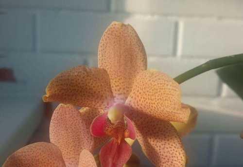 Орхидея "Сансет Лав"мультифлора