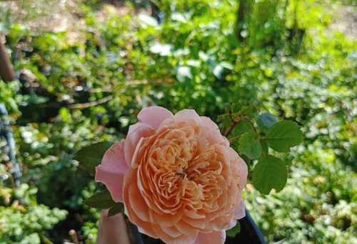 Японская роза Микота
