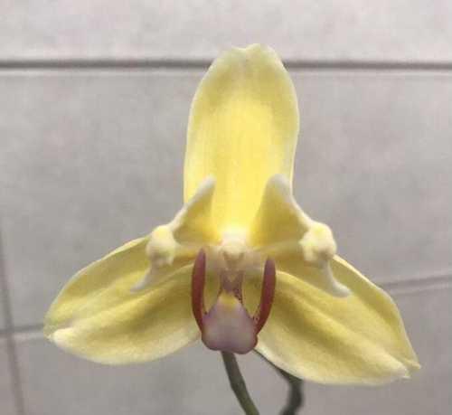 Орхидея фаленопсис бантик / бабулетка