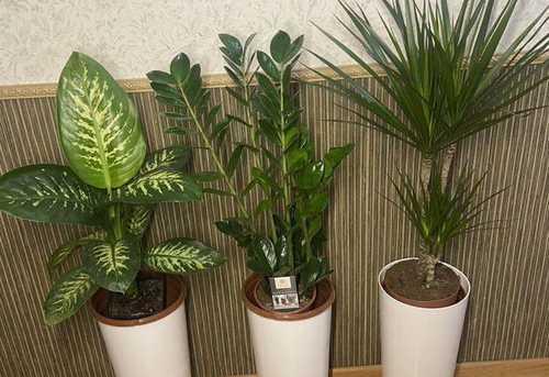 Высокие растения в наборе для офиса и дома