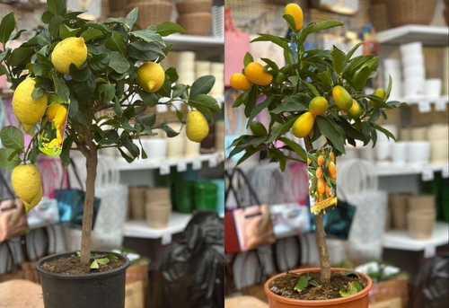 Цитрусовые Лимон, Кумкват