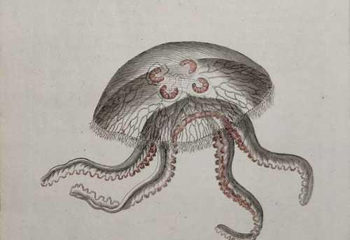5 Антикварных гравюр Морская Флора и Фауна 1798