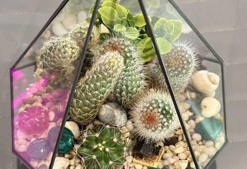Флорариум капля стеклянный с суккулентами кактусы