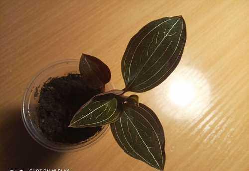 Орхидея лудизия, филодендрон альба