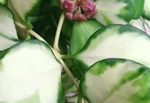 Хойя heuschkeliana variegata