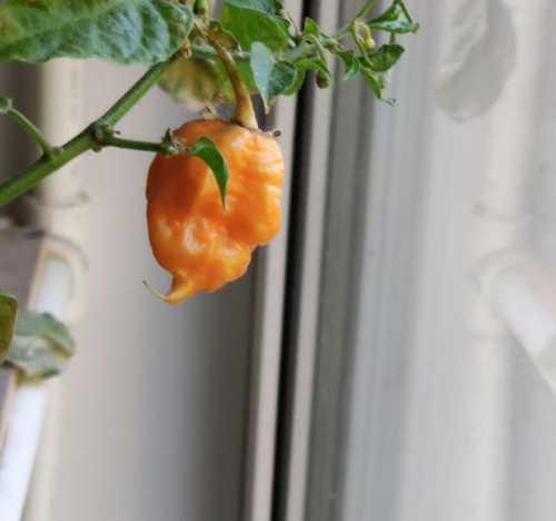 Семена Carolina reaper персик