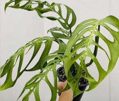 Монстера monstera esqueleto