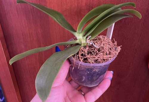 Орхидея фаленопсис бабочка лиодоро