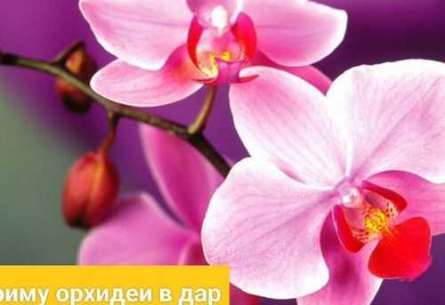 Орхидеи, комнатные растения