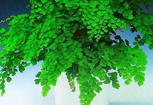Адиантум венерин волос- комнатное растение