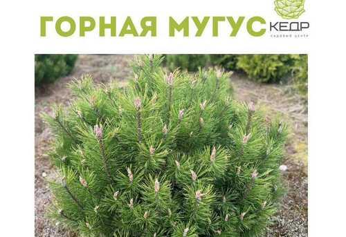 Сосна горная Мугус