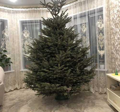 Датская пихта Нордмана