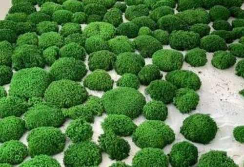 Вечно зеленый натуральный мох декор рейка