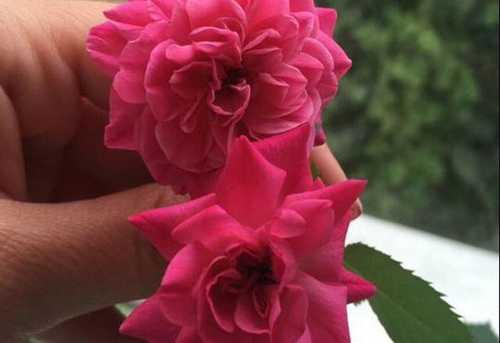 Малиновая бенгальская роза