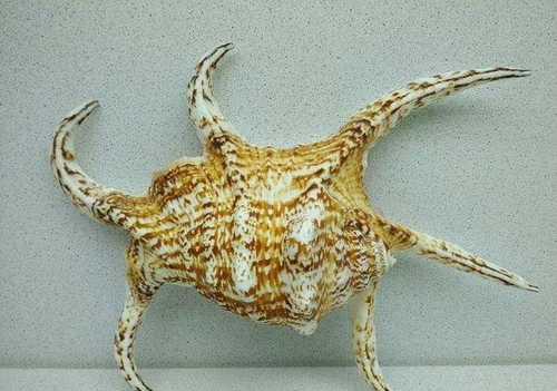 Ламбис Ширагра 24,1 морская ракушка раковина
