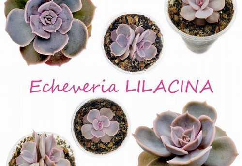 Суккуленты: Echeveria lilacina