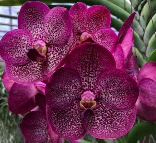 Орхидея Ванда vanda