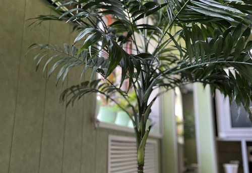 Бамбуковая пальма (хамедорея)