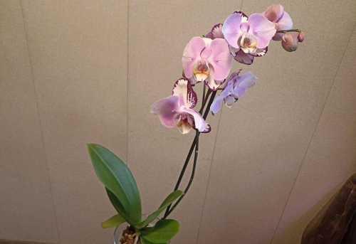 Орхидея Бабочка Art Nouveau,здоровье 10 б,цветы 11