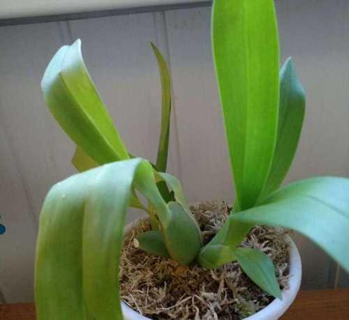 Орхидея онцидиум, цвет - сюрприз