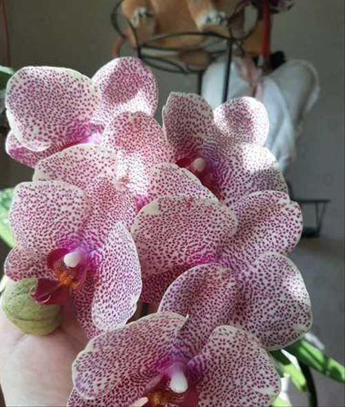 Phal. I-Hsin Sesame
