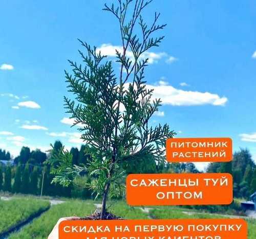 Туя брабант черенки оптом