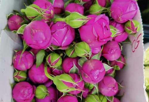 Пионовидные розы оптом и в розницу