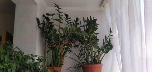 Комнатное растение Замиокулькас. Крупномер