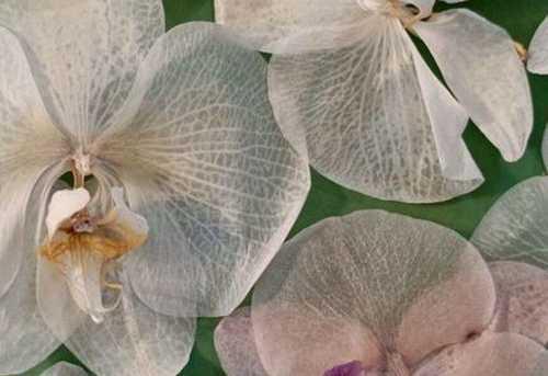 Сухоцветы орхидея. Для творчества