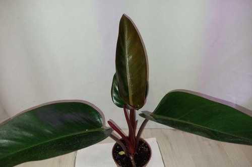 Филодендрон конго- Philodendron Rojo