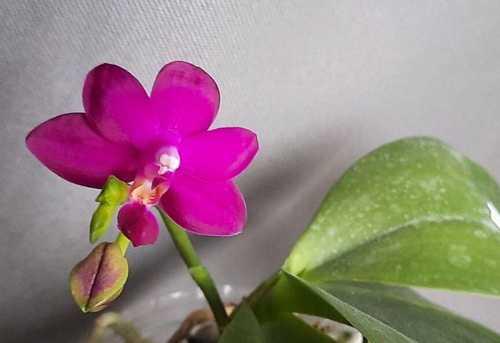 Орхидея Sapphire's Galah