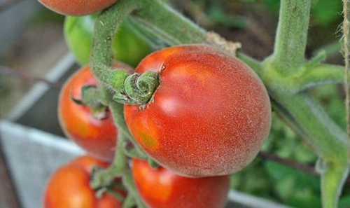 Семена томатов сорт Шахерезада