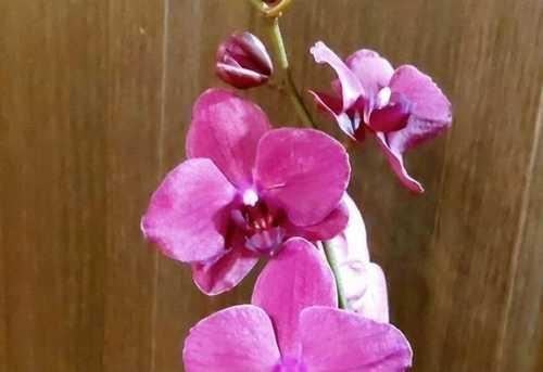 Mountreux орхидея фаленопсис отцвела