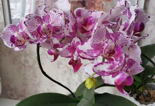 Цветущая орхидея бабочка "Madonna"