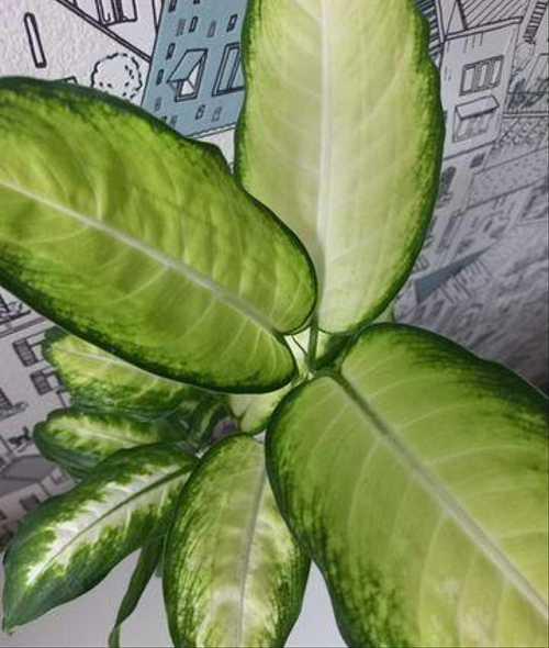 Диффенбахия Камилла (Dieffenbachia picta Camilla)