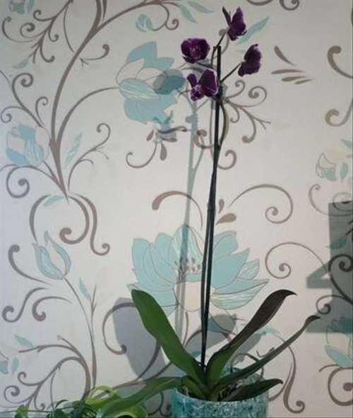 Орхидея искусственная имитация
