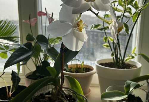 Орхидея на цвету